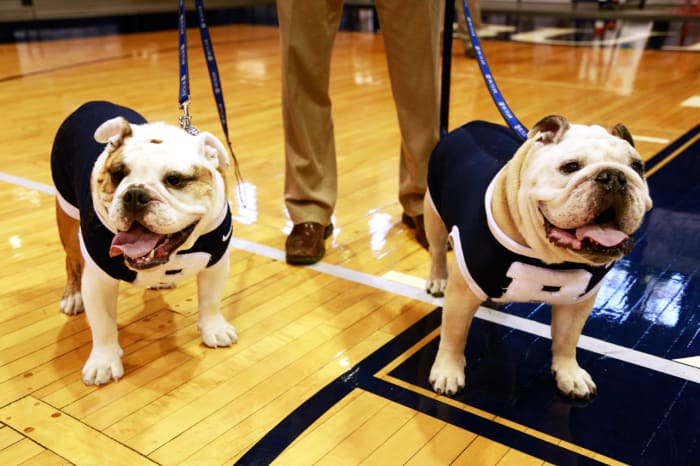 A Day in the Life of Butler Blue, College Basketball's Busiest Mascot ...